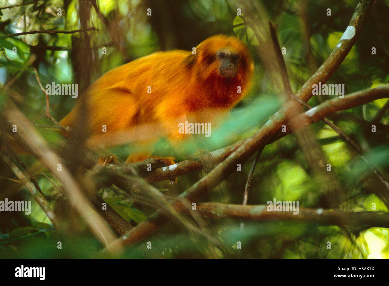 Golden Lion Tamarin (Leontopithecus rosalia) endangered species ...