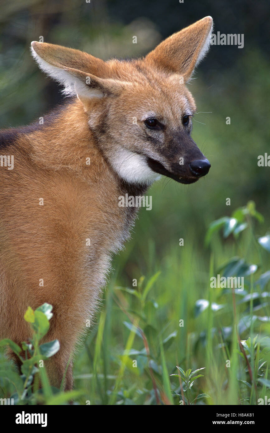 Maned Wolf (Chrysocyon brachyurus) portrait, Cerrado Ecosystem, Mato ...