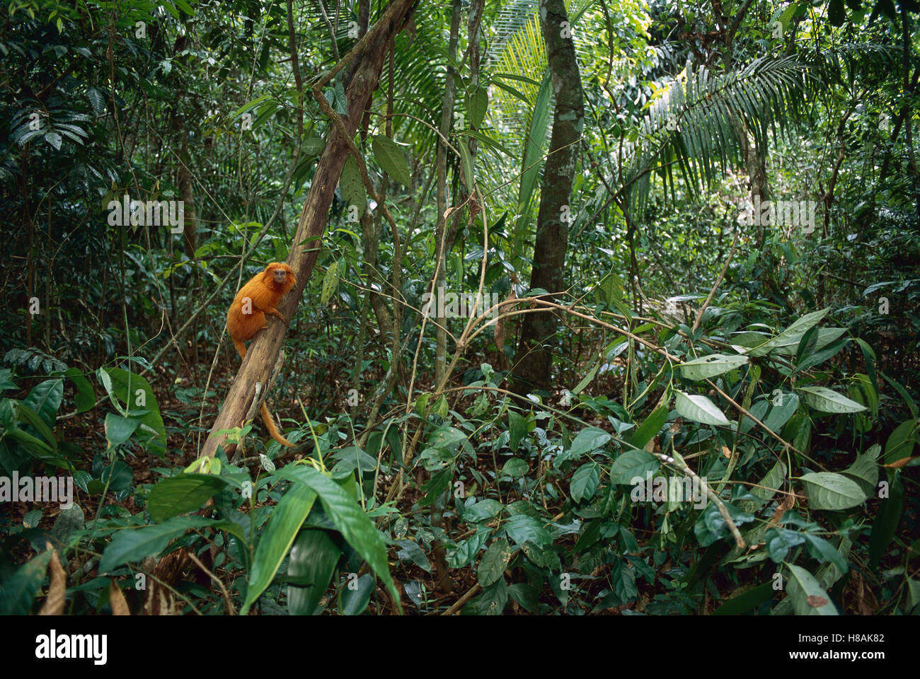 Golden Lion Tamarin (Leontopithecus rosalia) endangered species, in ...