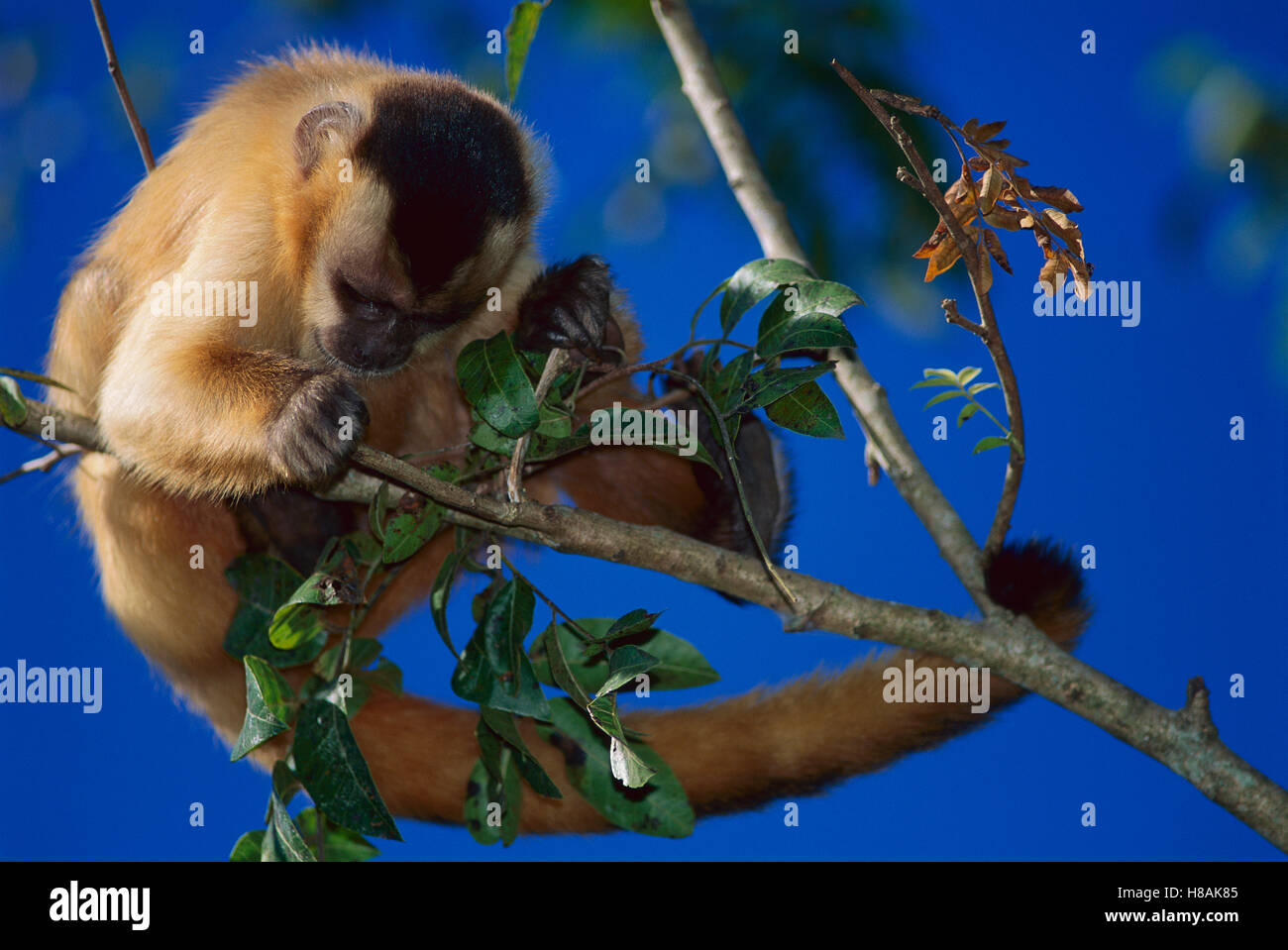 Brown Capuchin (Cebus apella) looking for insects, Cerrado Ecosystem ...