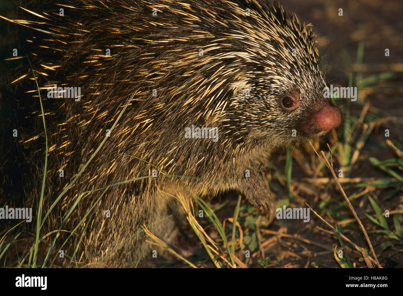 Brazilian Porcupine (Coendou prehensilis) portrait, Atlantic Forest ...