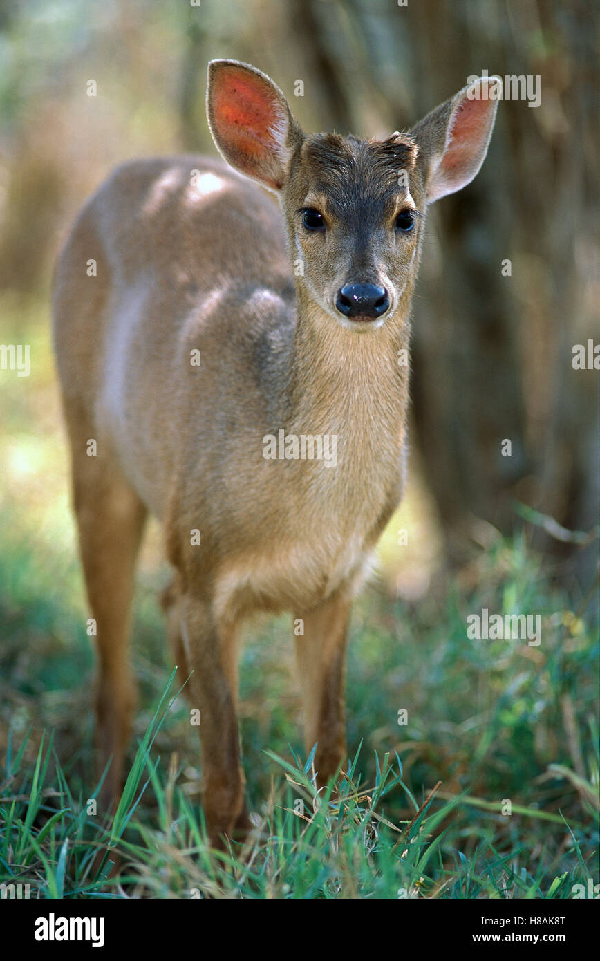 Red Brocket Deer (Mazama americana) portrait, Cerrado Ecosystem, Brazil ...