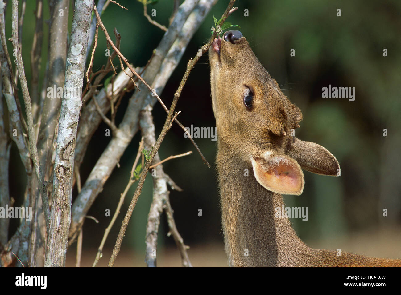Red Brocket Deer (Mazama americana) eating leaves, Cerrado Ecosystem ...