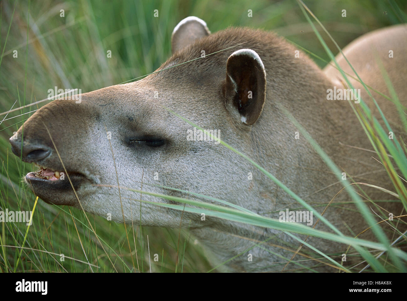Brazilian Tapir (Tapirus terrestris) portrait, Cerrado Ecosystem, Mato ...