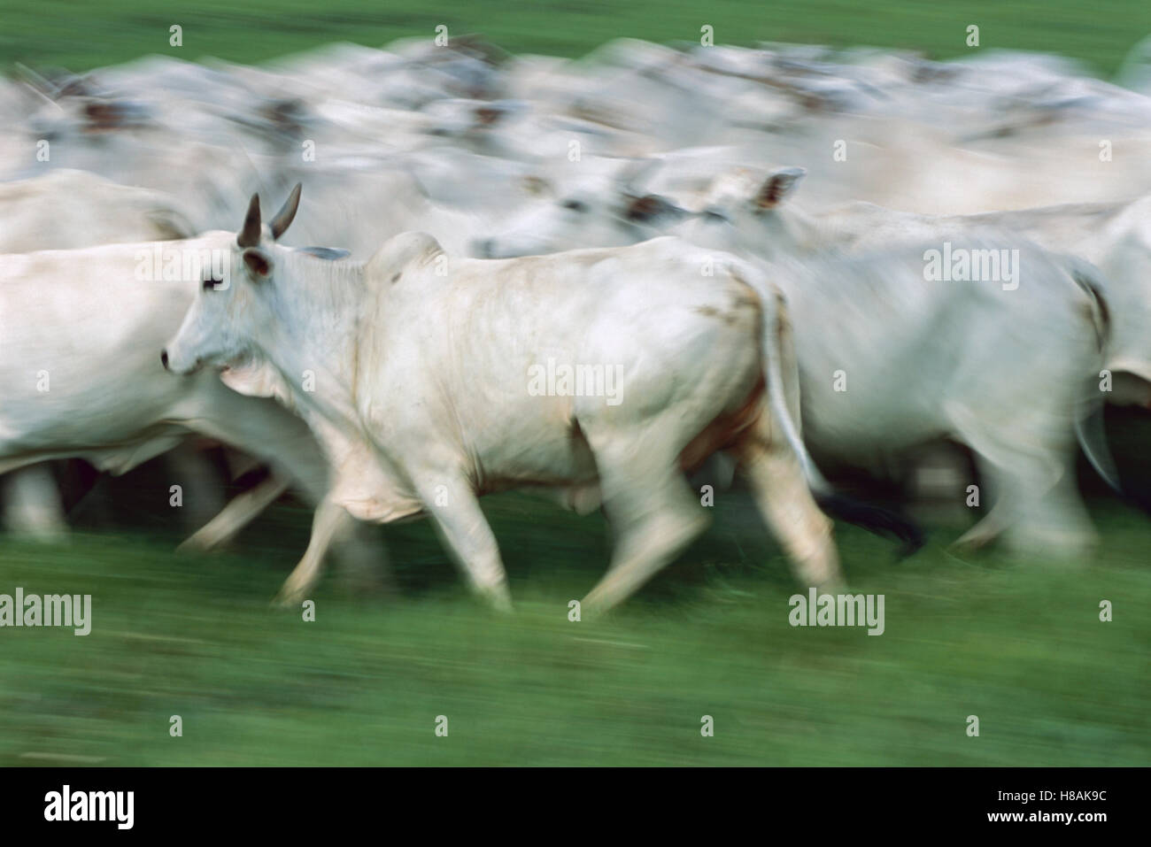 Domestic Cattle (Bos taurus), Zebu breed, herd running, Brazil Stock ...