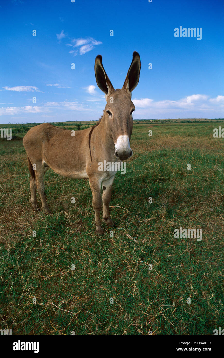 Donkey (Equus asinus) portrait, Rondonia, Brazil Stock Photo - Alamy