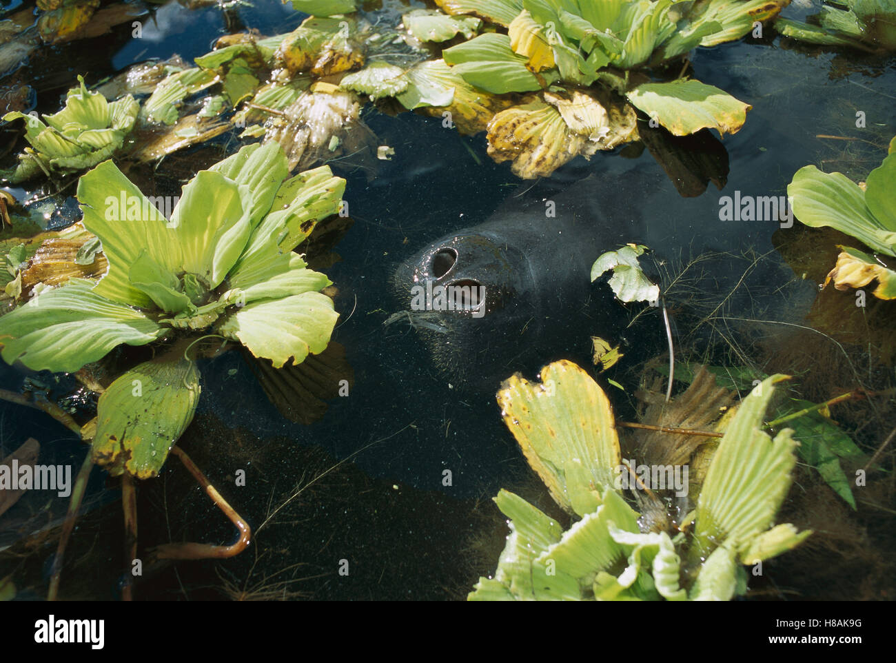 Amazonian Manatee (Trichechus inunguis) taking a breath, Amazon, Brazil ...