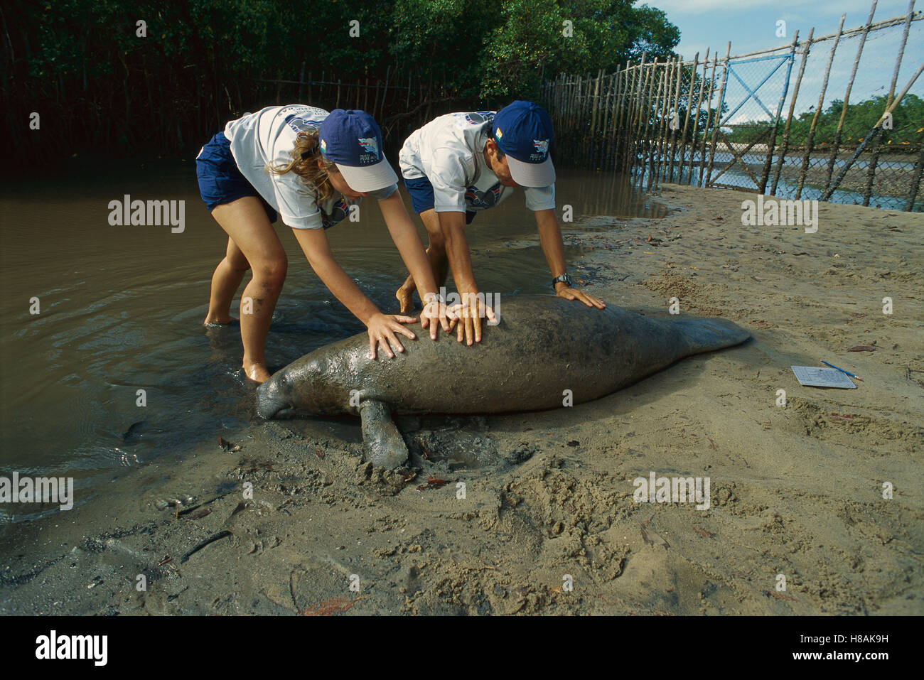Antillean Manatee (Trichechus manatus manatus) in a mangrove enclosure ...
