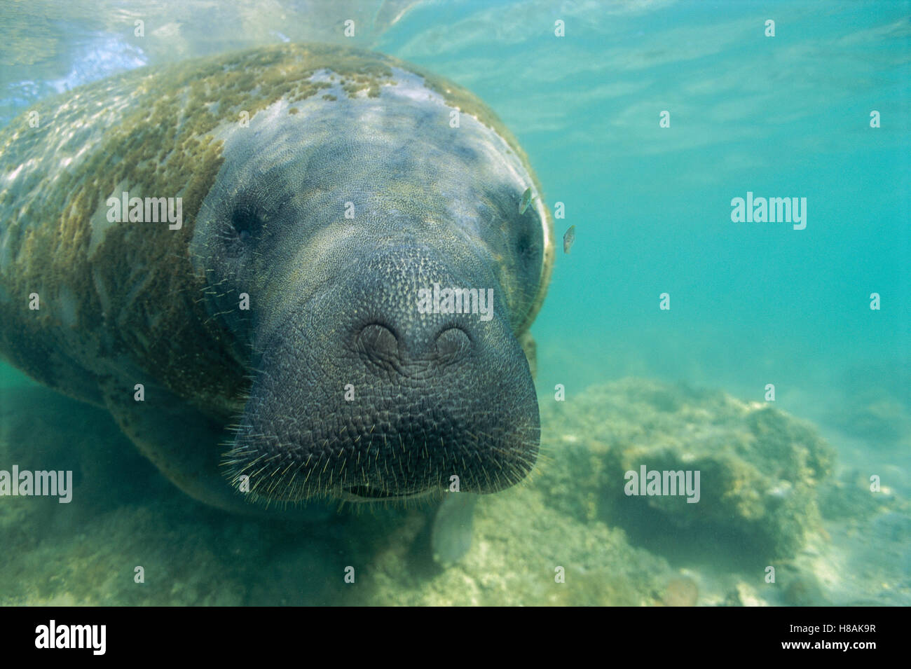Antillean Manatee (Trichechus manatus manatus) in coastal shallow ...