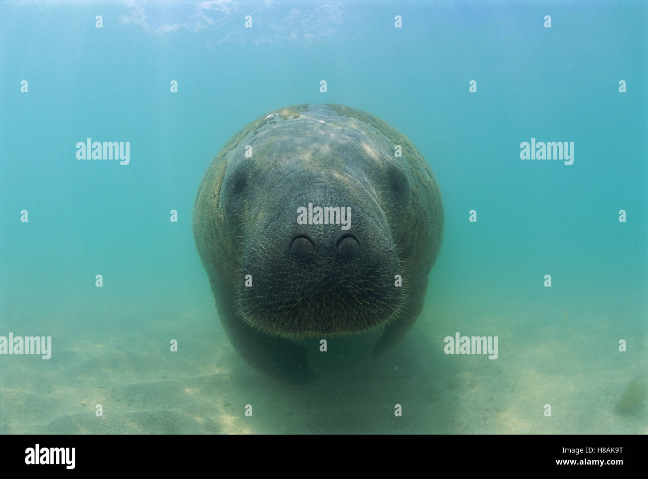 Antillean Manatee (Trichechus manatus manatus) in coastal shallow ...