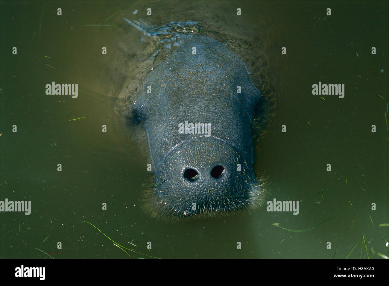 Antillean Manatee (Trichechus manatus manatus) in marine mammal ...