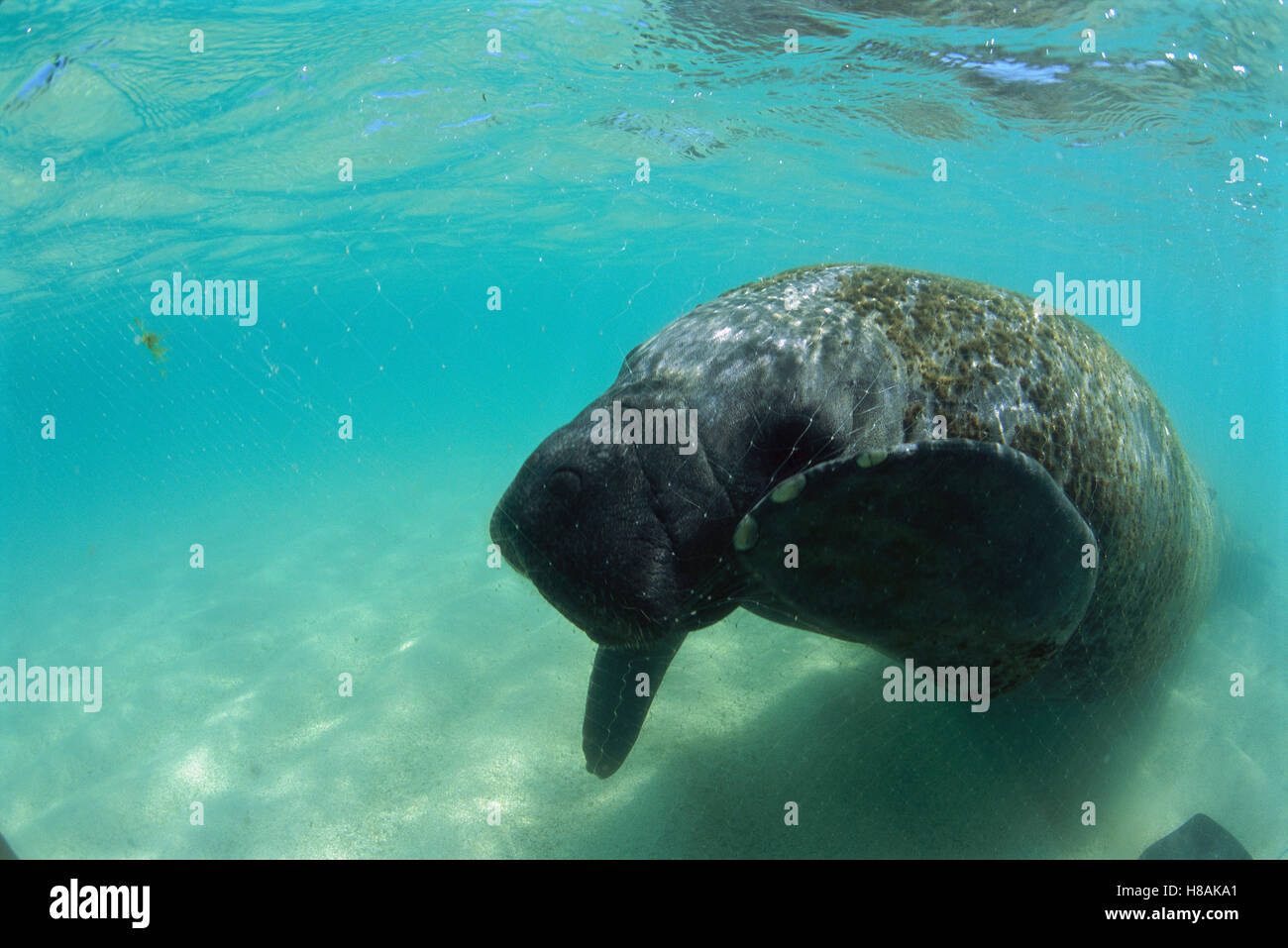 Antillean Manatee (Trichechus manatus manatus) tangled in a fishing net ...