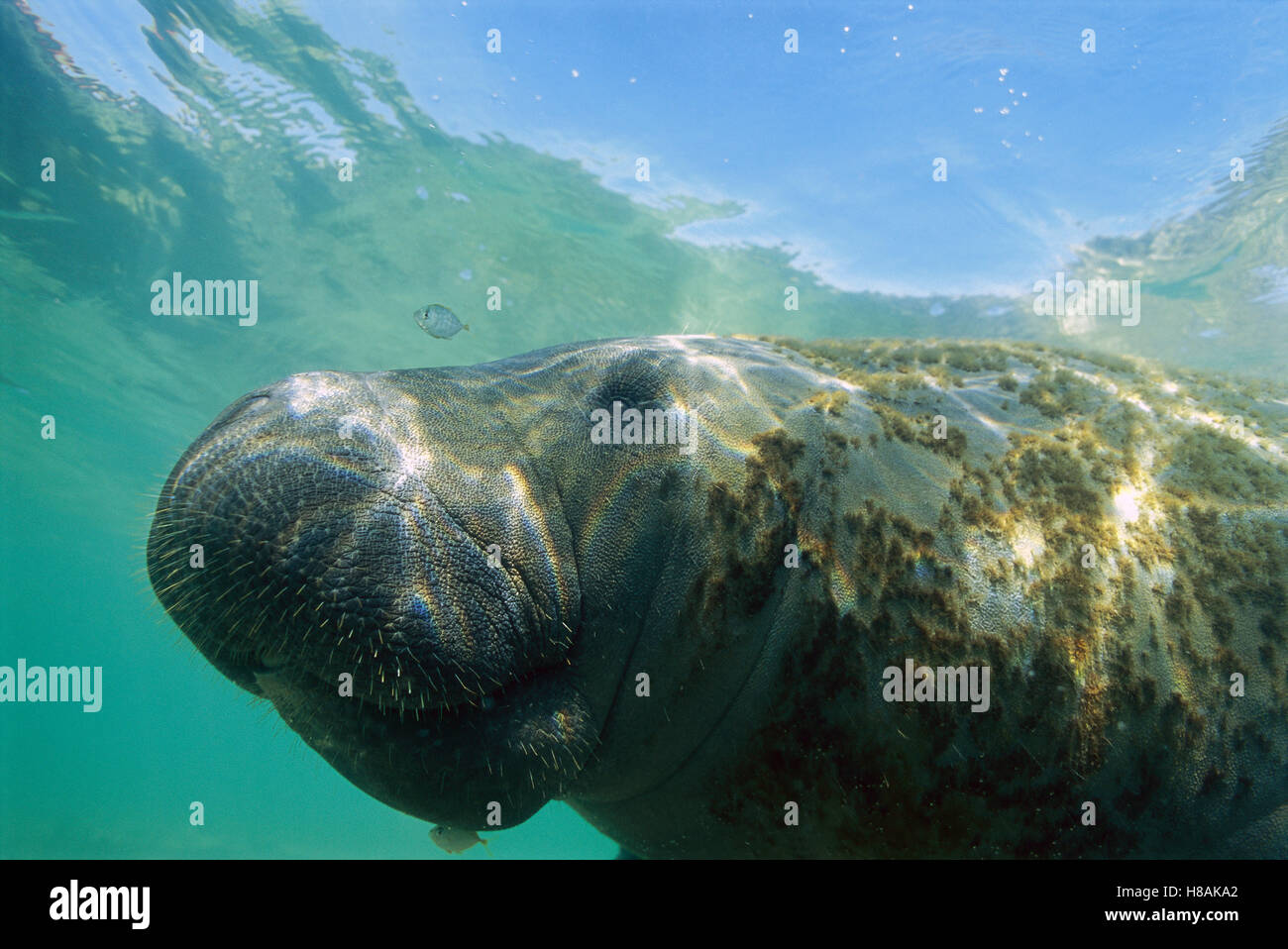 Antillean Manatee (Trichechus manatus manatus) in coastal shallow ...