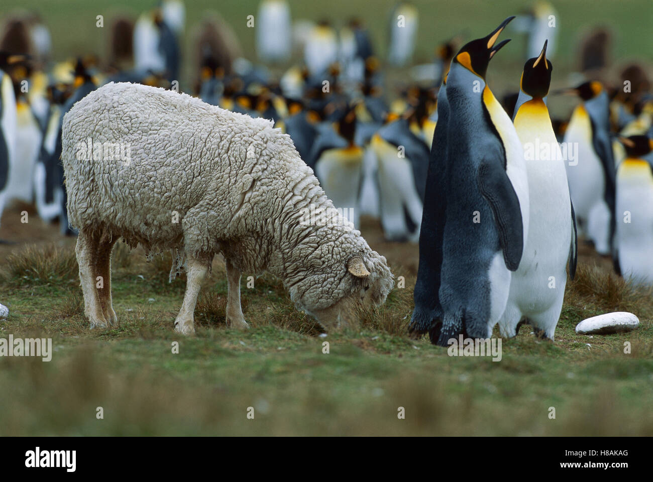King Penguin (Aptenodytes patagonicus) colony and Domestic Sheep (Ovis ...
