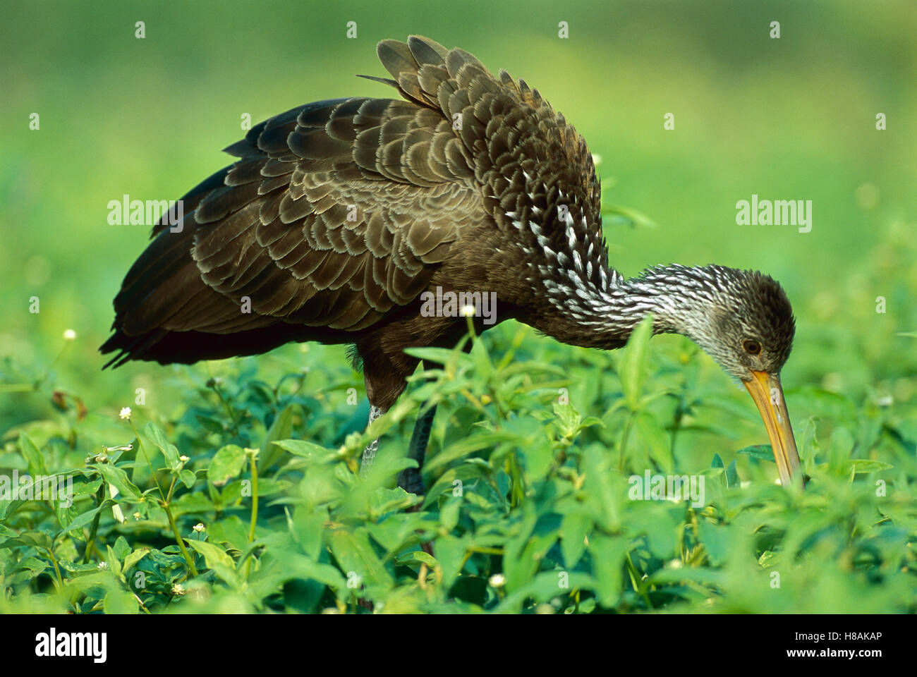 Limpkin (Aramus guarauna) foraging, Pantanal Ecosystem, Brazil Stock ...