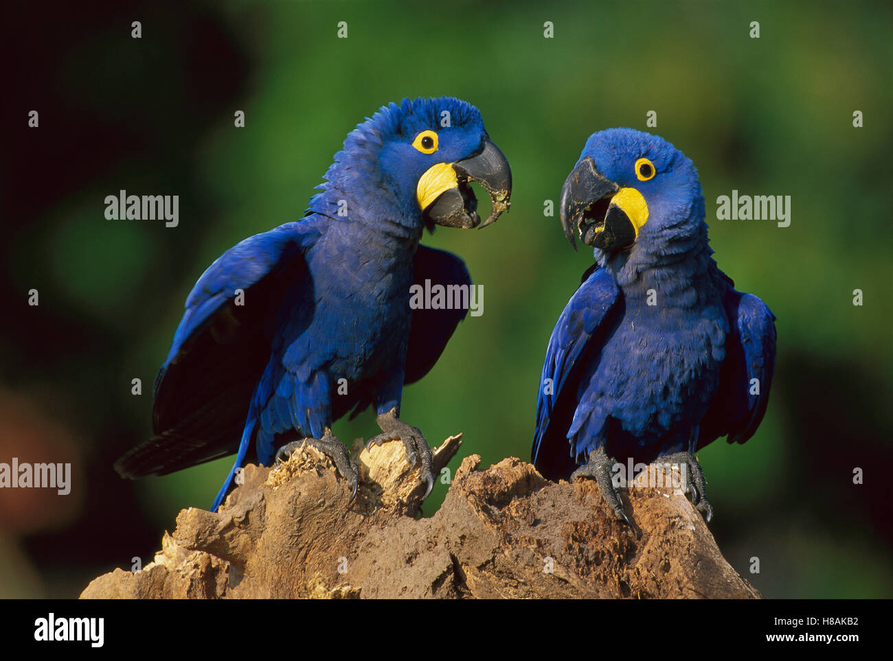 Hyacinth Macaw (Anodorhynchus hyacinthinus) pair, endangered species ...