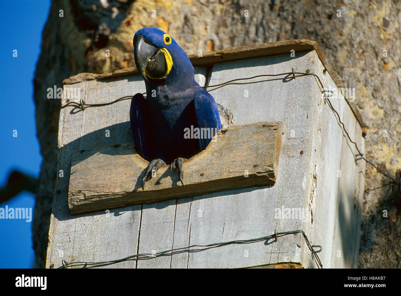 Hyacinth Macaw (Anodorhynchus hyacinthinus) emerging from nest box ...