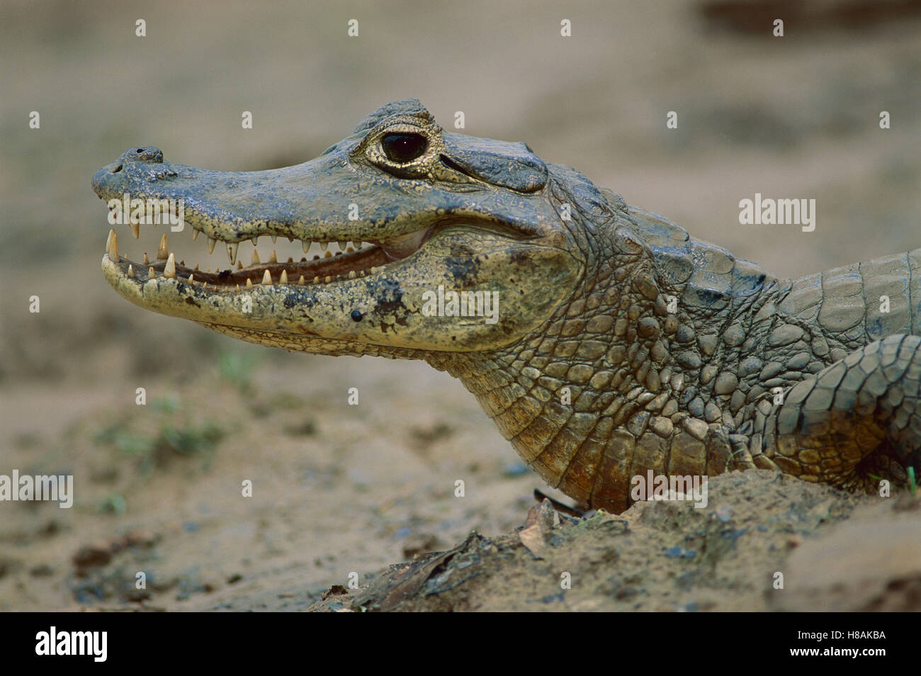 Jacare Caiman (Caiman yacare) thermoregulating, Pantanal Ecosystem ...