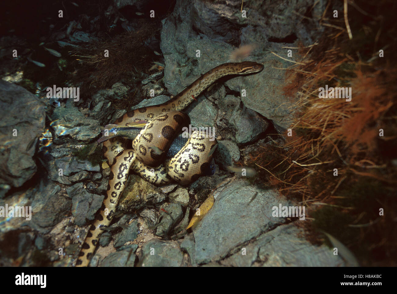 Green Anaconda (Eunectes murinus) constricting a Piraputanga (Brycon ...