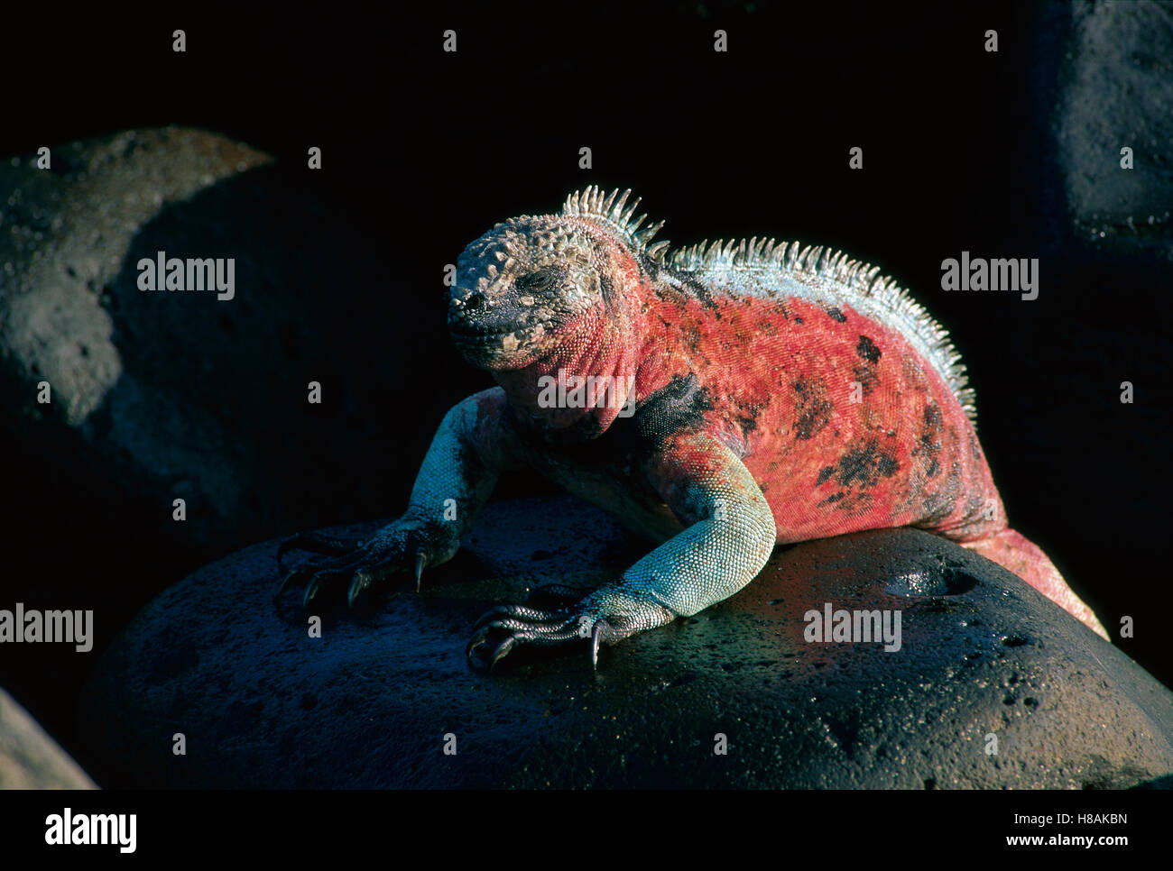 Marine Iguana (Amblyrhynchus cristatus) male in breeding color ...