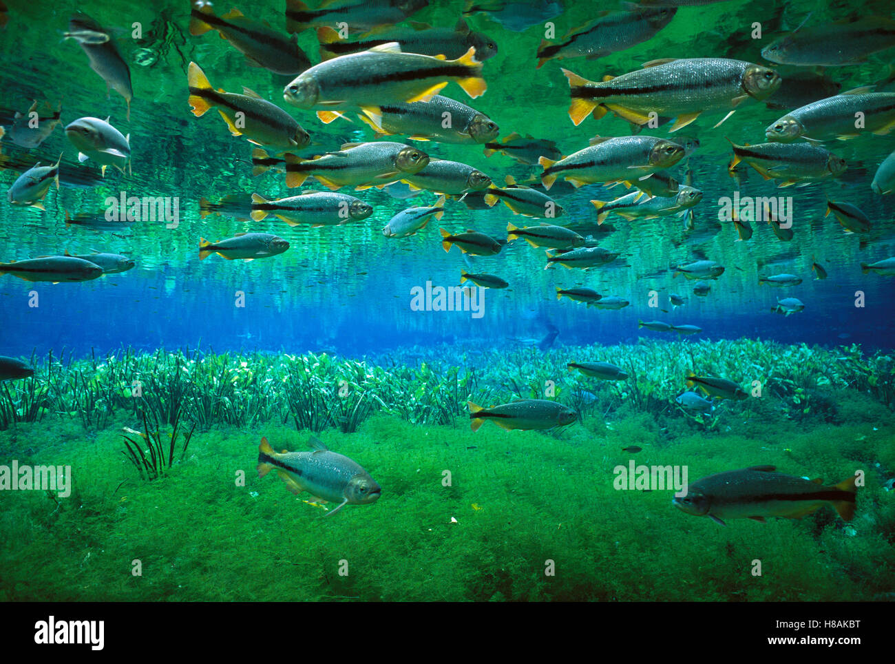 Piraputanga (Brycon hilarii) schooling in clear water stream, Cerrado ...