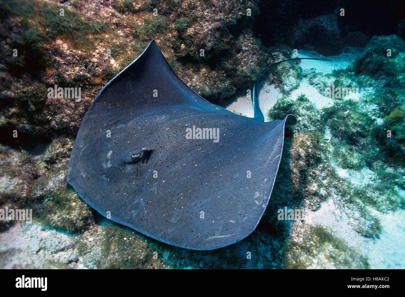 Southern Stingray (Dasyatis americana) swimming, Rocas Atoll, Brazil ...