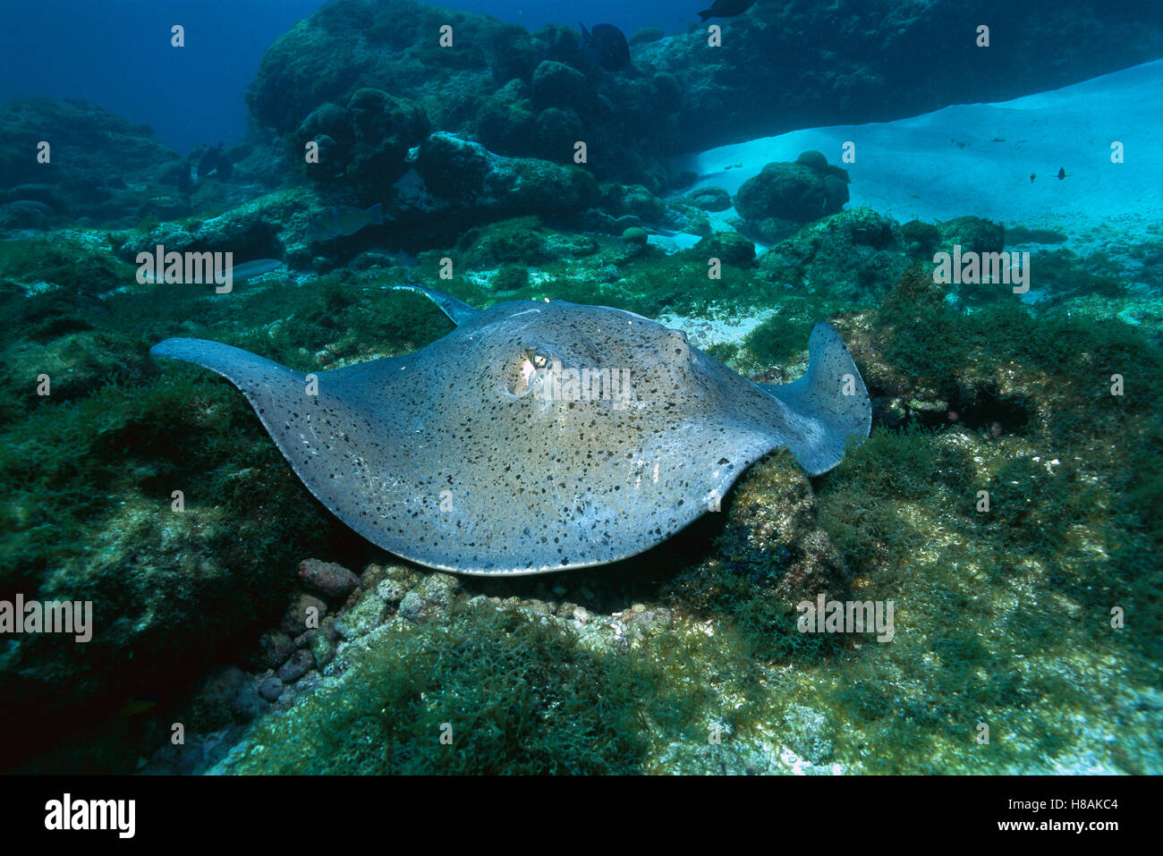 Southern Stingray (Dasyatis americana) swimming along ocean floor ...