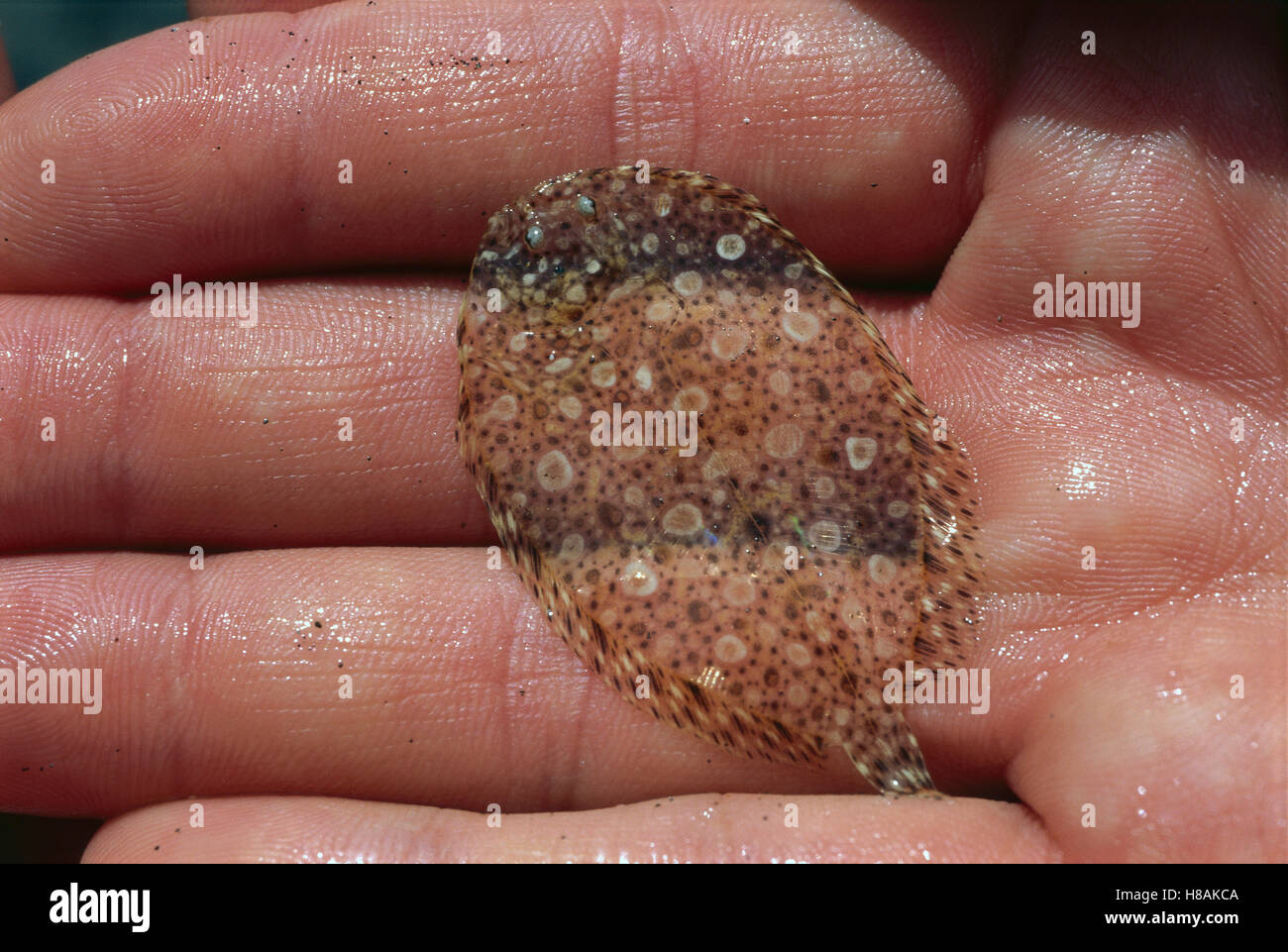 Small Flounder on hand, Trindade Island, Brazil Stock Photo - Alamy