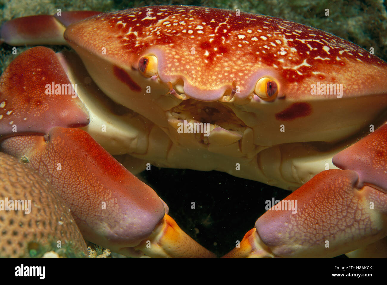 Batwing Coral Crab (Carpilius corallinus) face, Rocas Atoll, Brazil ...