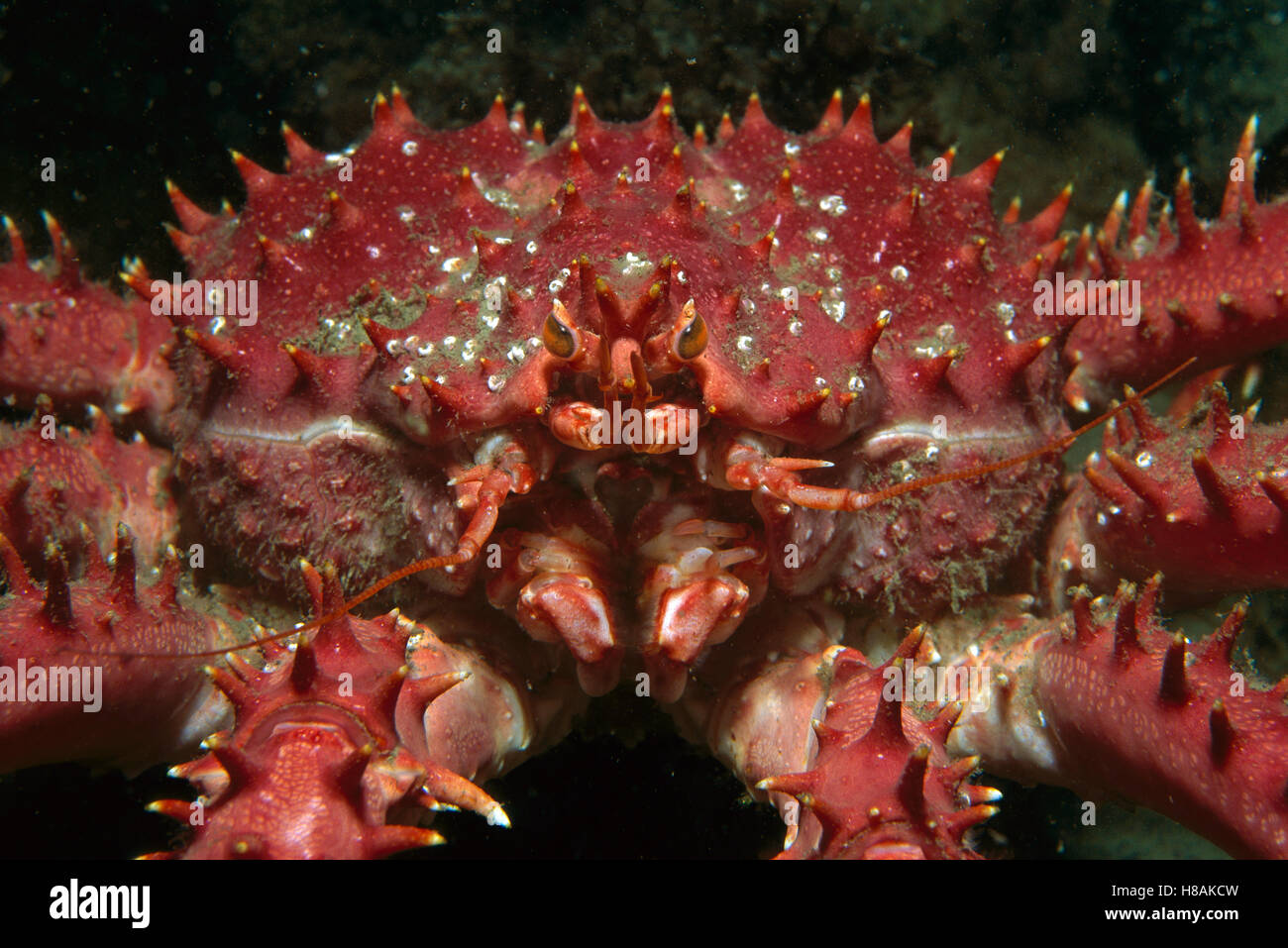 Southern King Crab (Lithodes antarctica) face, Tierra Del Fuego ...