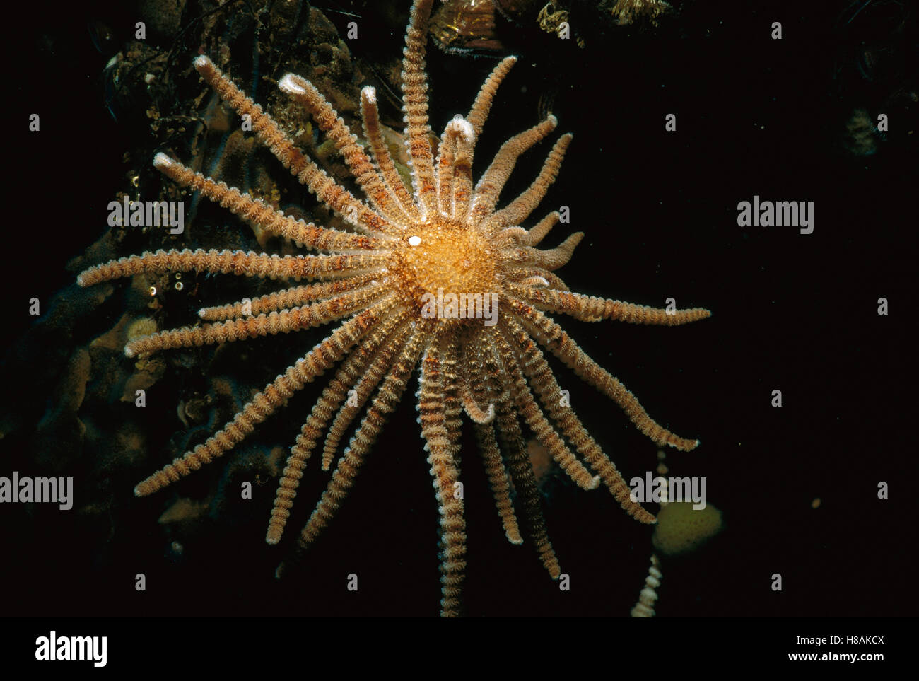 Antarctic Sun Starfish (Labidiaster annulatus), Admiralty Bay, King ...