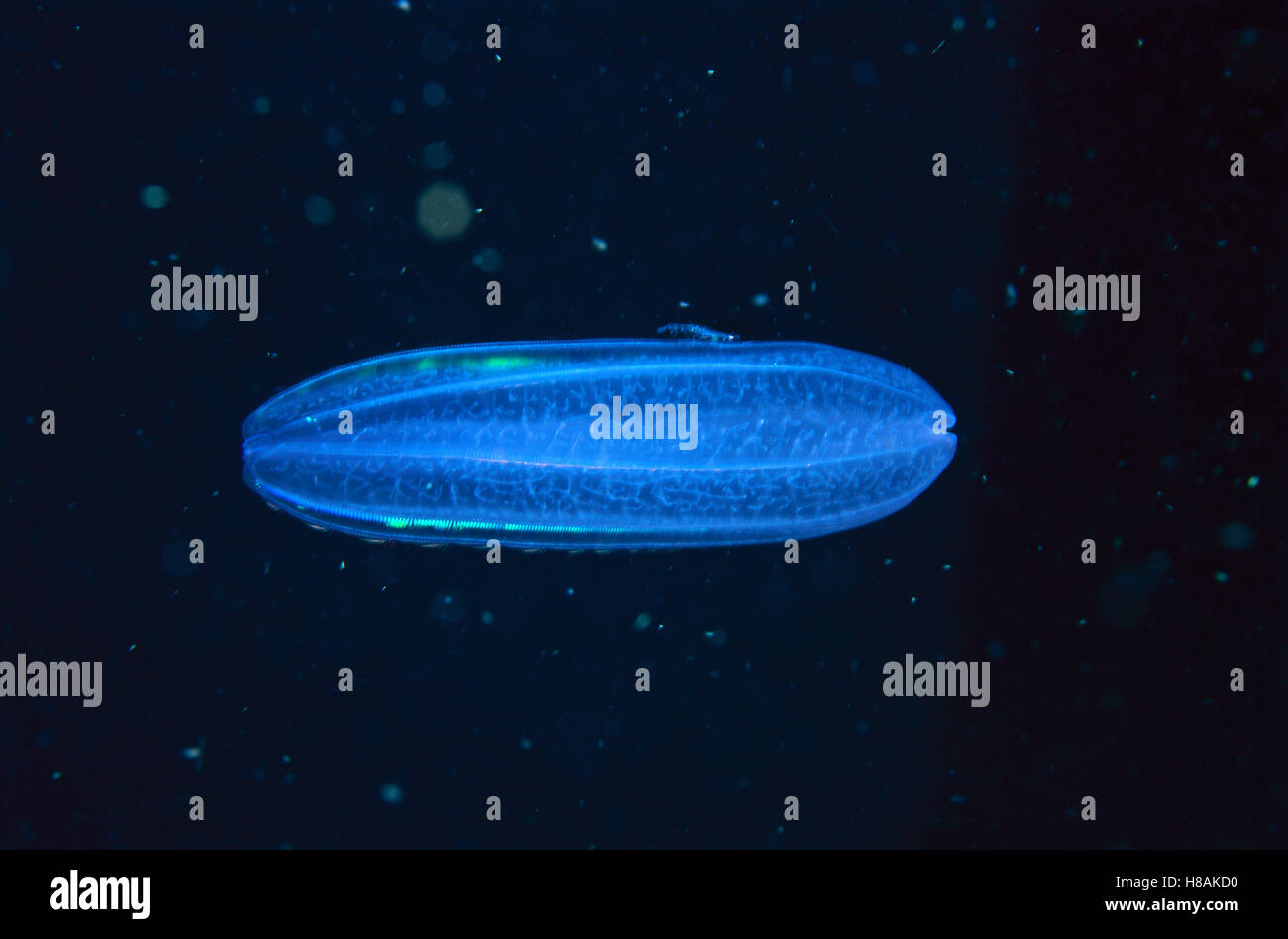 Comb Jelly (Beroe sp), Laje De Santos, Brazil Stock Photo - Alamy