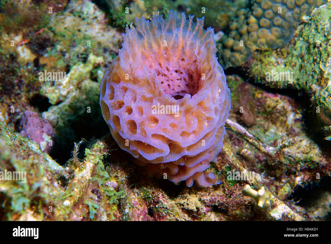 Azure Vase Sponge (Callyspongia plicifera), Bonaire Island, Netherlands ...