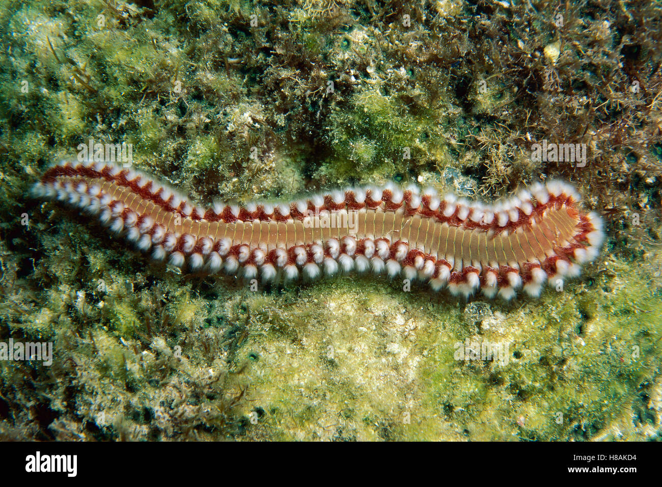Marine Fireworm (Hermodice carunculata), Rocas Atoll, Brazil Stock ...