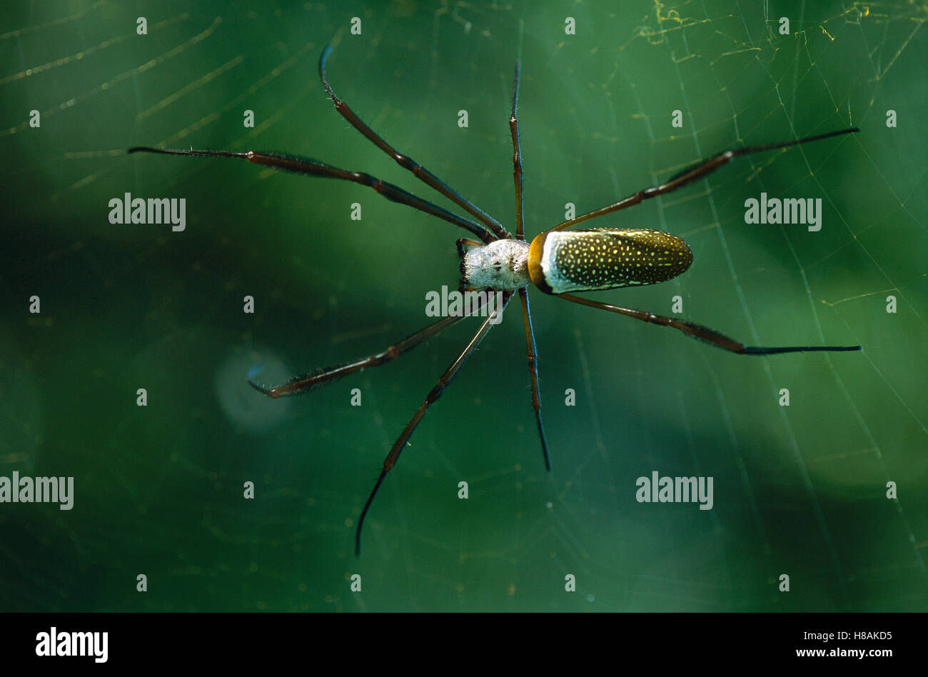 Spider, Atlantic Forest Ecosystem, Rio De Janeiro, Brazil Stock Photo ...