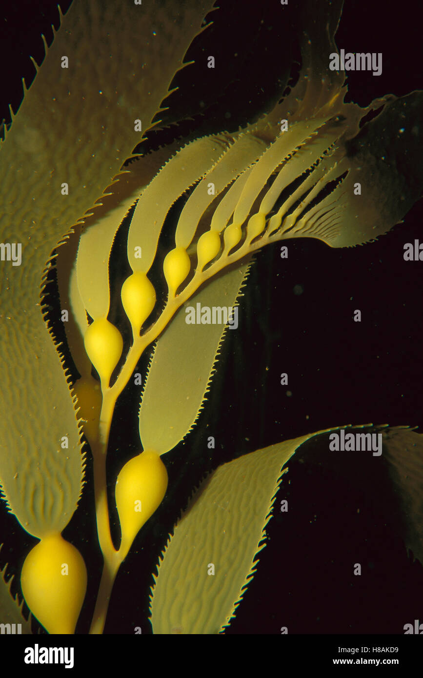 Giant Kelp (Macrocystis pyrifera) detail showing pneumatocysts and ...