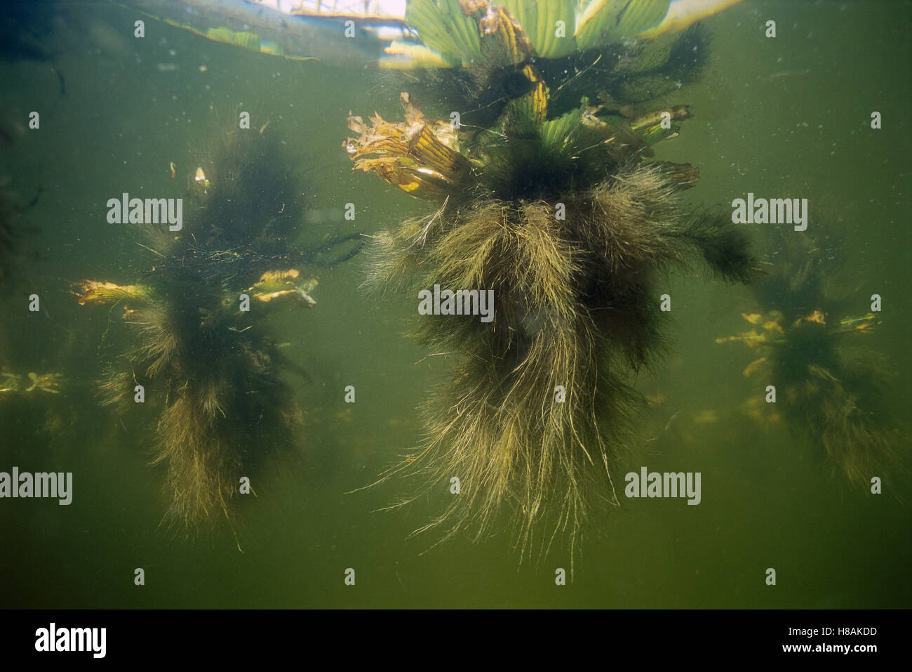 Cerrado ecosystem brazil river hi-res stock photography and images - Alamy