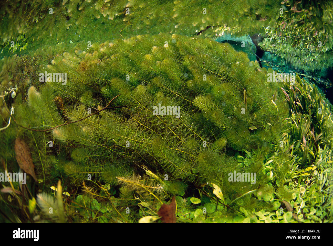 Aquatic flora, Sucuri River, Cerrado Ecosystem, Brazil Stock Photo - Alamy