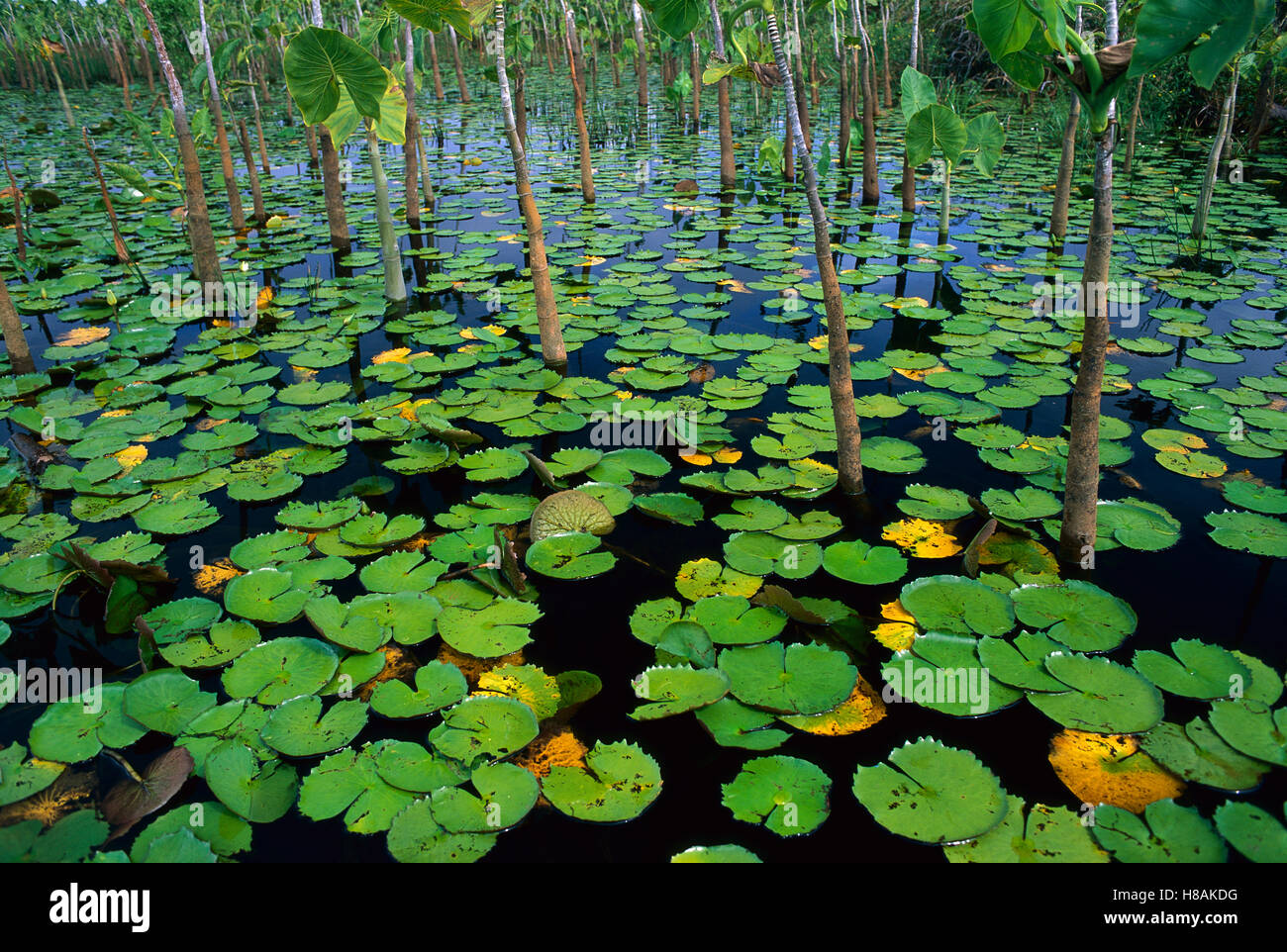 Water Lily (Nymphaea sp) pads and other aquatic plants in stream ...