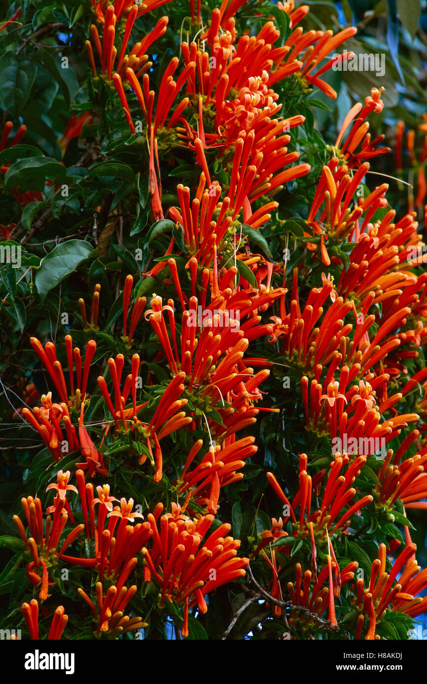 Flame Vine (Pyrostegia venusta), native to southern Brazil Stock Photo ...