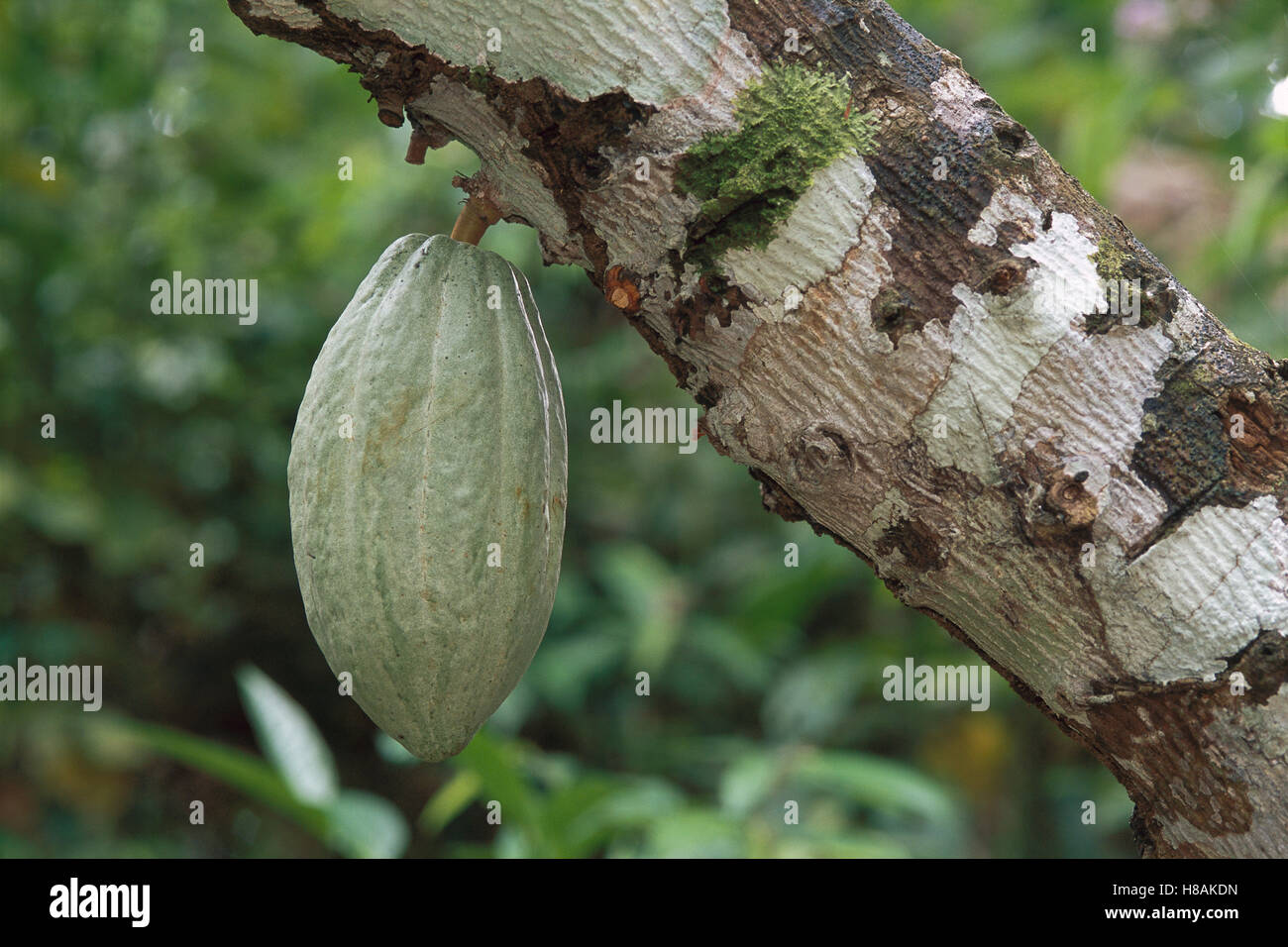 Cocoa (Theobroma cacao) fruit, Bahia, Brazil Stock Photo - Alamy