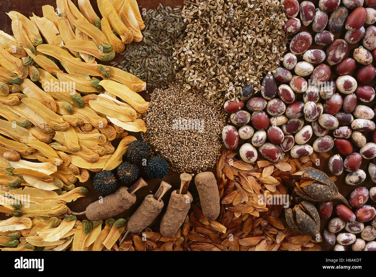 Various seeds, Cerrado Ecosystem, Goias State, Brazil Stock Photo - Alamy
