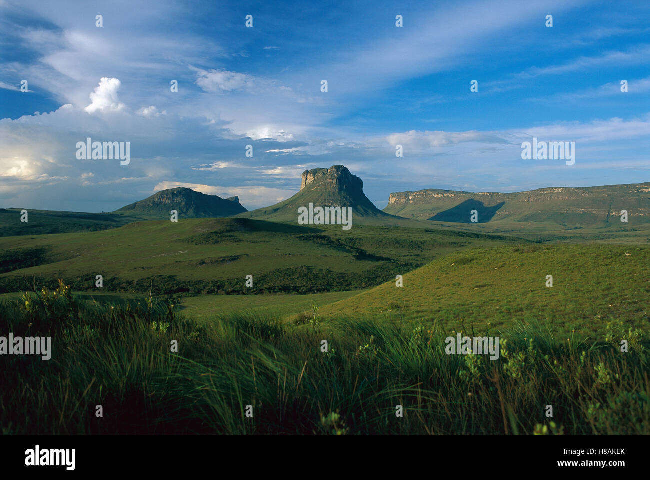Diamantina Plateau, Cerrado Ecosystem, Brazil Stock Photo - Alamy