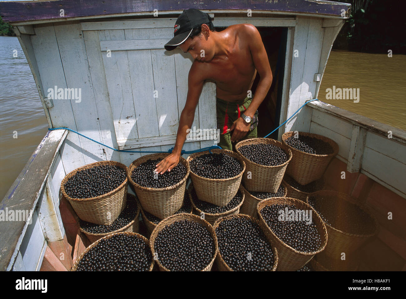 Acai Palm (Euterpe sp) fruit being transported in boat by Native ...