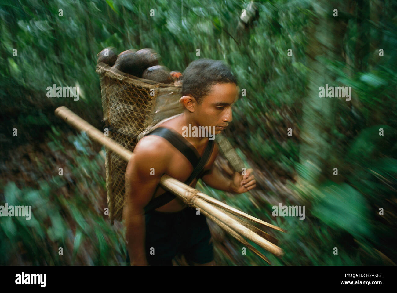 Brazil Nut (Bertholletia excelsa) harvest collected by young Native ...