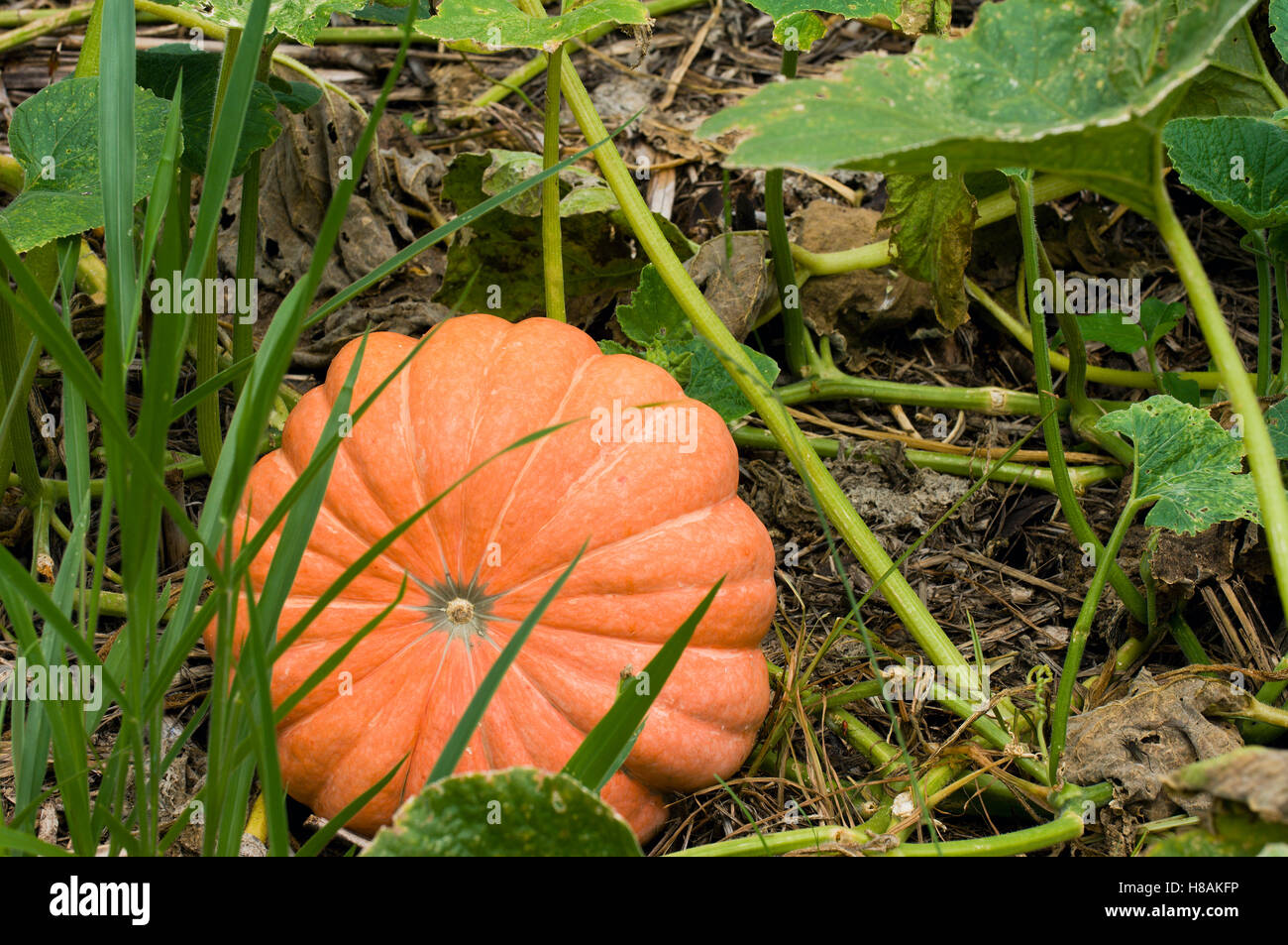Pumpkin (Cucurbita sp) on a farm, Sao Paulo, Brazil Stock Photo - Alamy