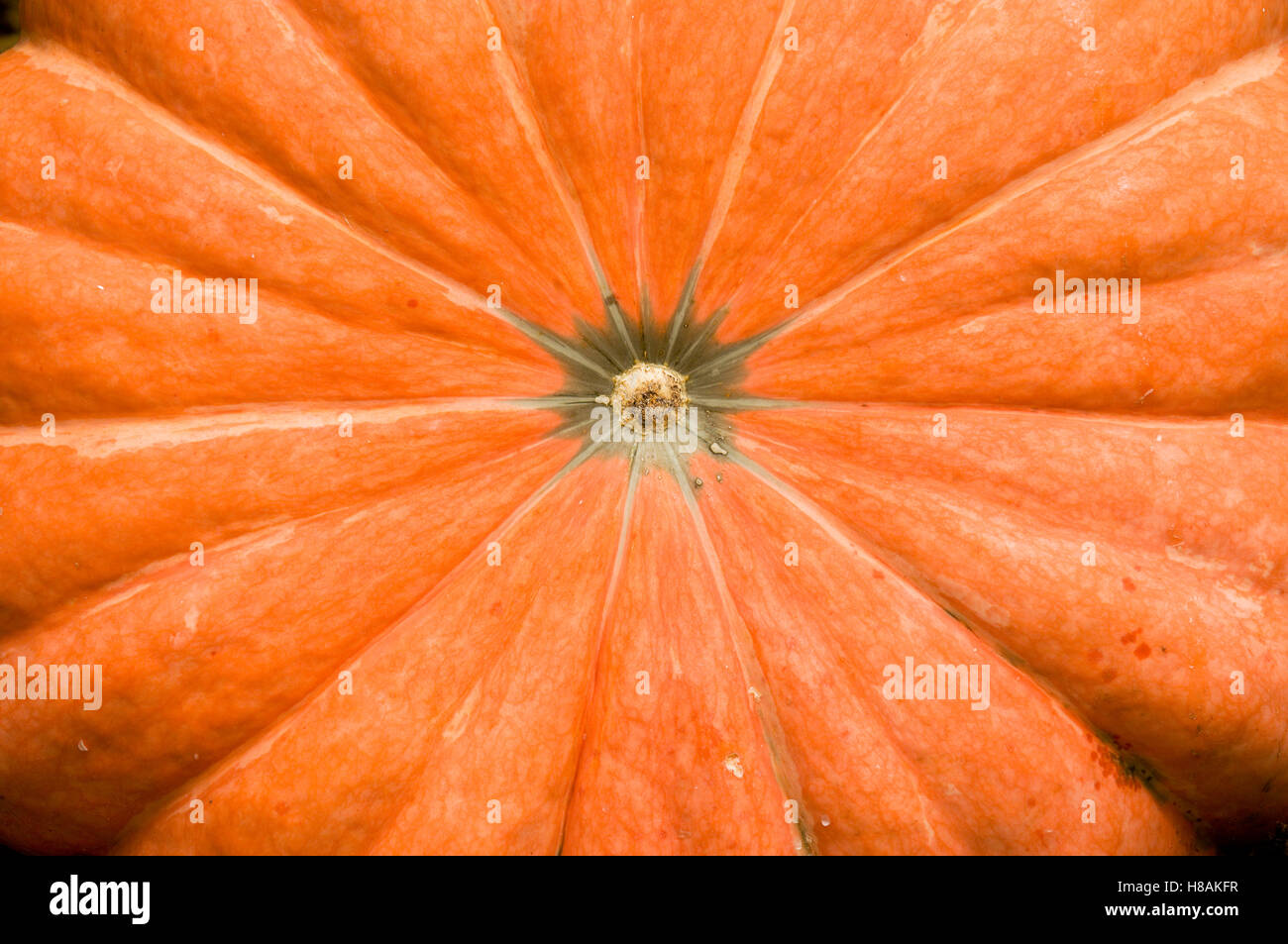 Pumpkin (Cucurbita sp) detail, Sao Paulo, Brazil Stock Photo - Alamy