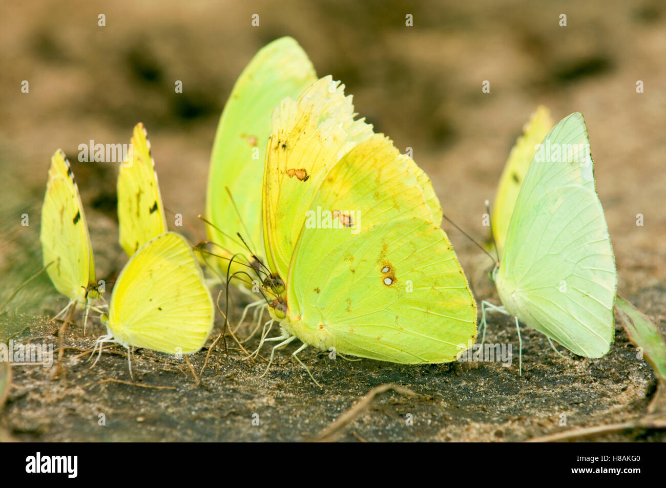 Pierid Butterfly (Pieridae) group on riverbank, Cerrado Ecosystem ...