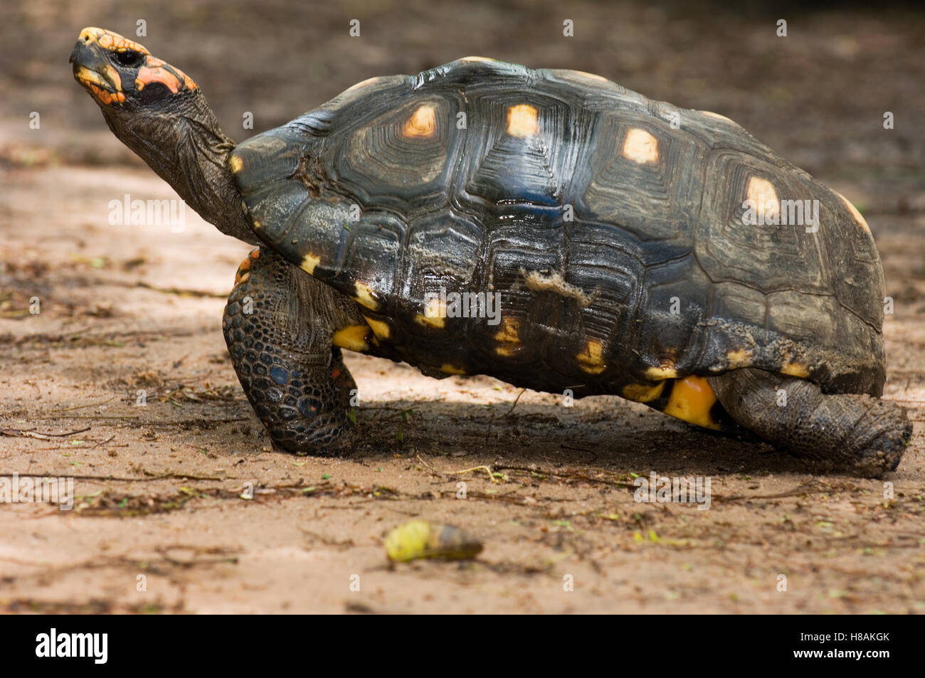 Red-footed Tortoise (Geochelone carbonaria), Bonito, Brazil Stock Photo ...