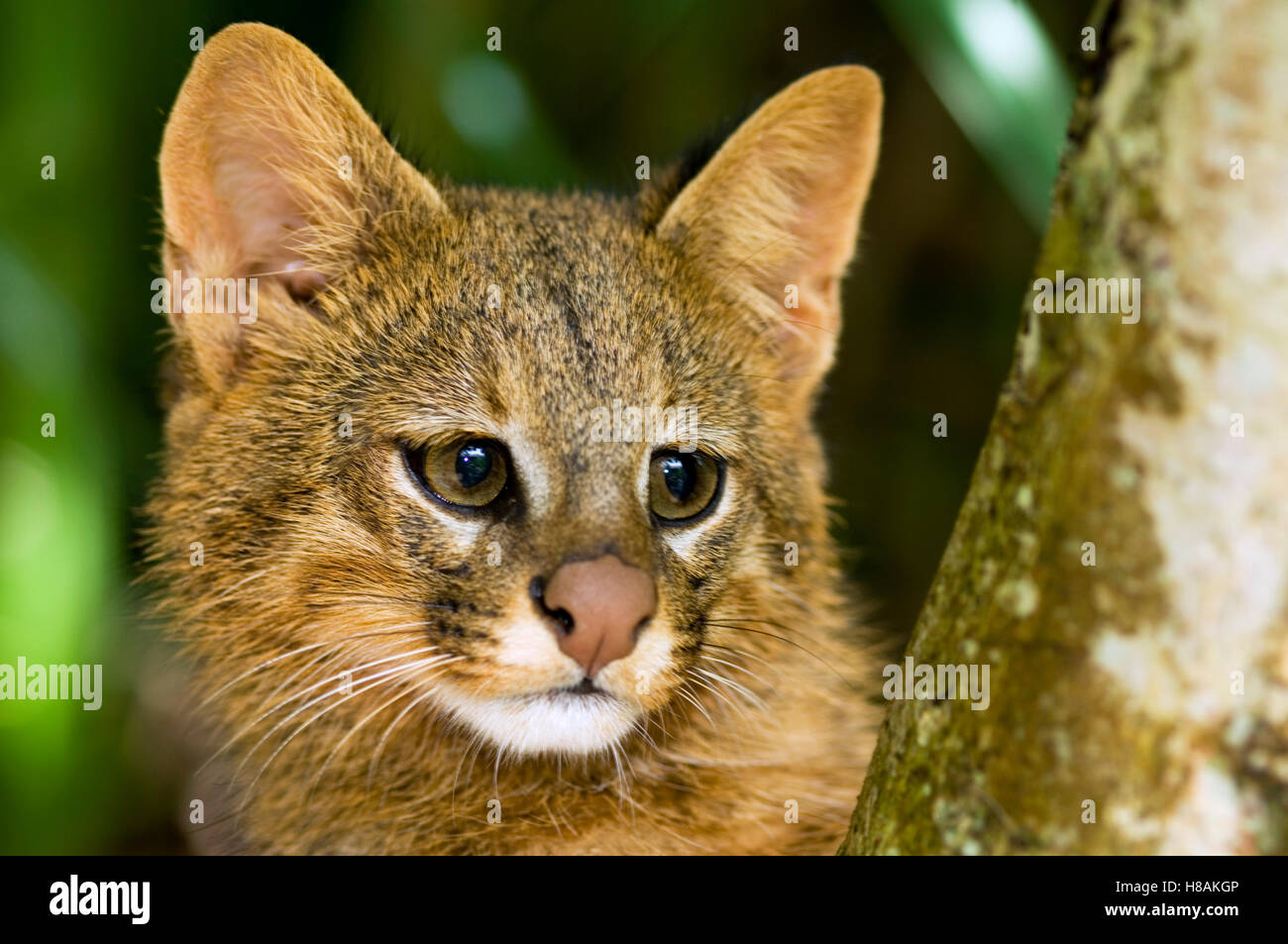 Pampas Cat (Leopardus colocolo) portrait, Cerrado Ecosystem, Brazil ...